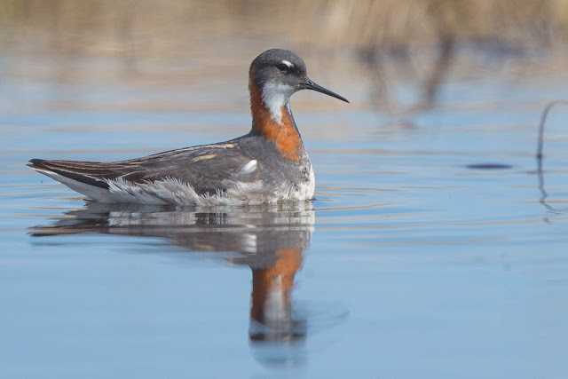 Alaska - 12th June (Day 16) | Focusing on Wildlife