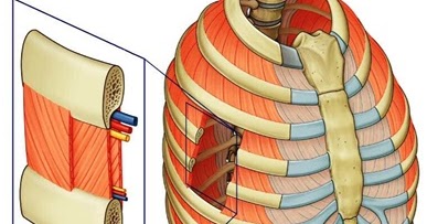 M%C3%BAsculo%2BIntercostal%2B%C3%ADntimo.jpg