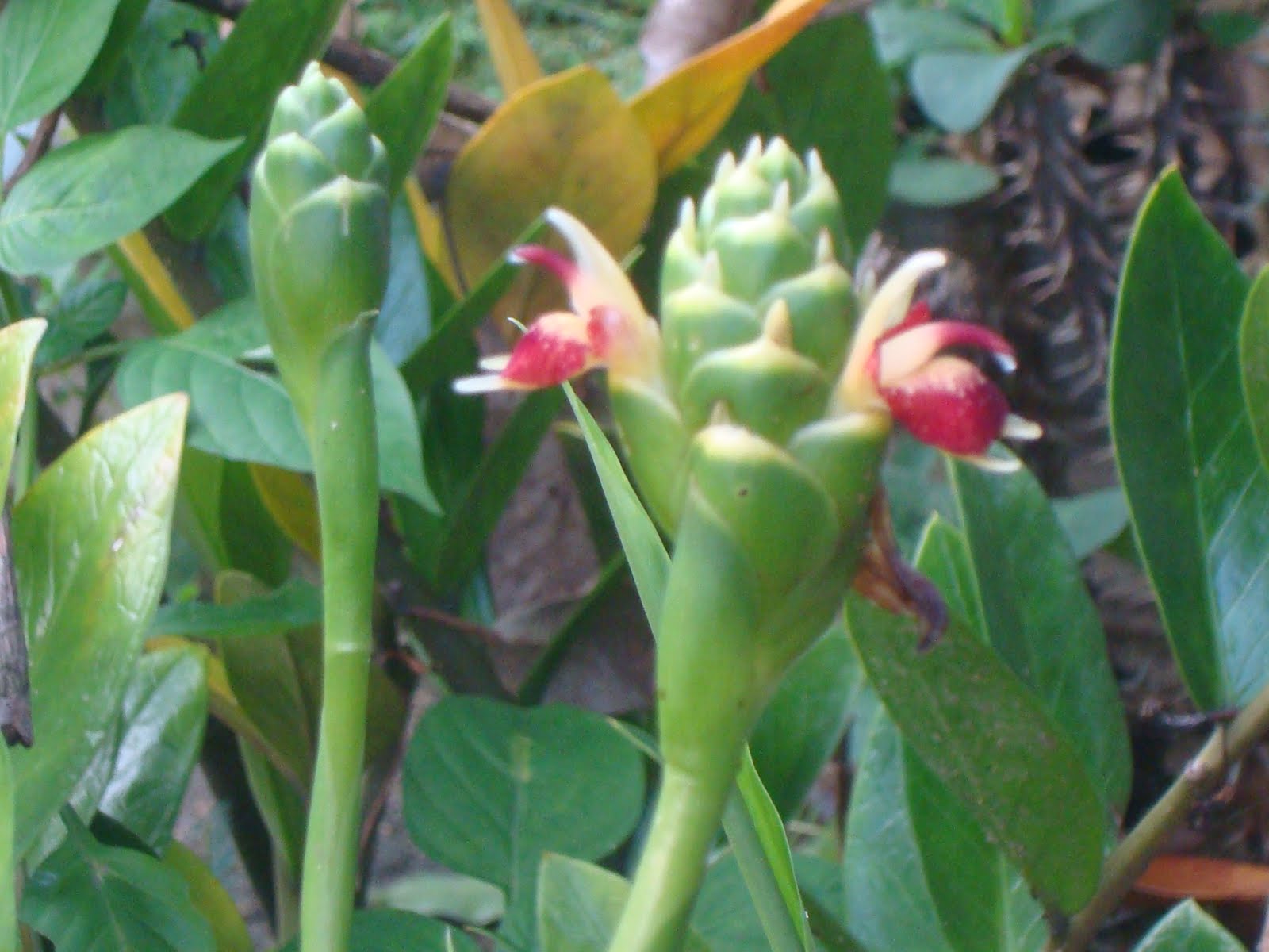 FAIZ FARM: Bunga Halia