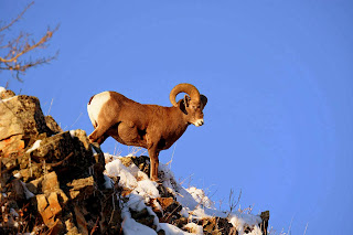 Turbo's Track and Photo Tour: Sheep, deer, elk (20131029) A quick ...
