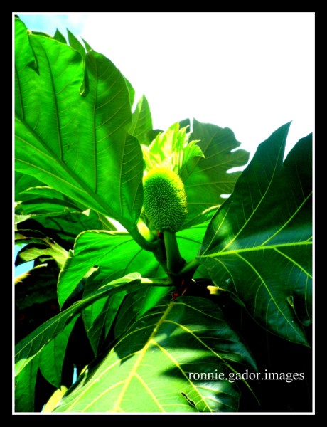 Travels and History: Enigmatic Beauty of Polangui, Albay