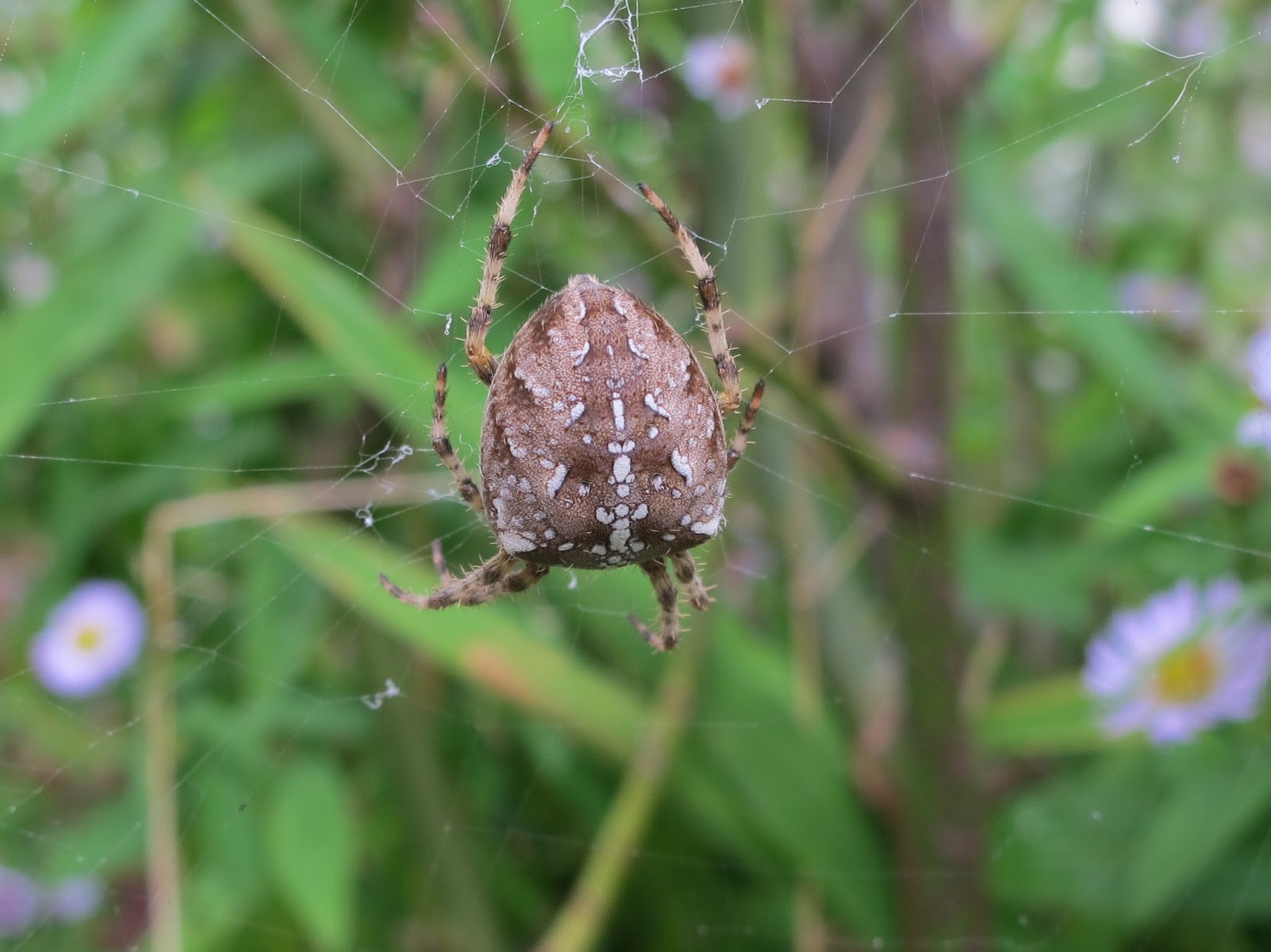 BugBlog: Hawthorn shieldbug and garden spiders