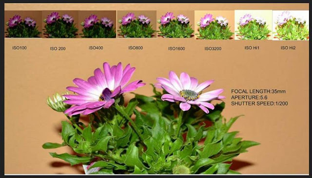 MCSM Photography: Project # 3: ISO bracketing and White balance (WB)