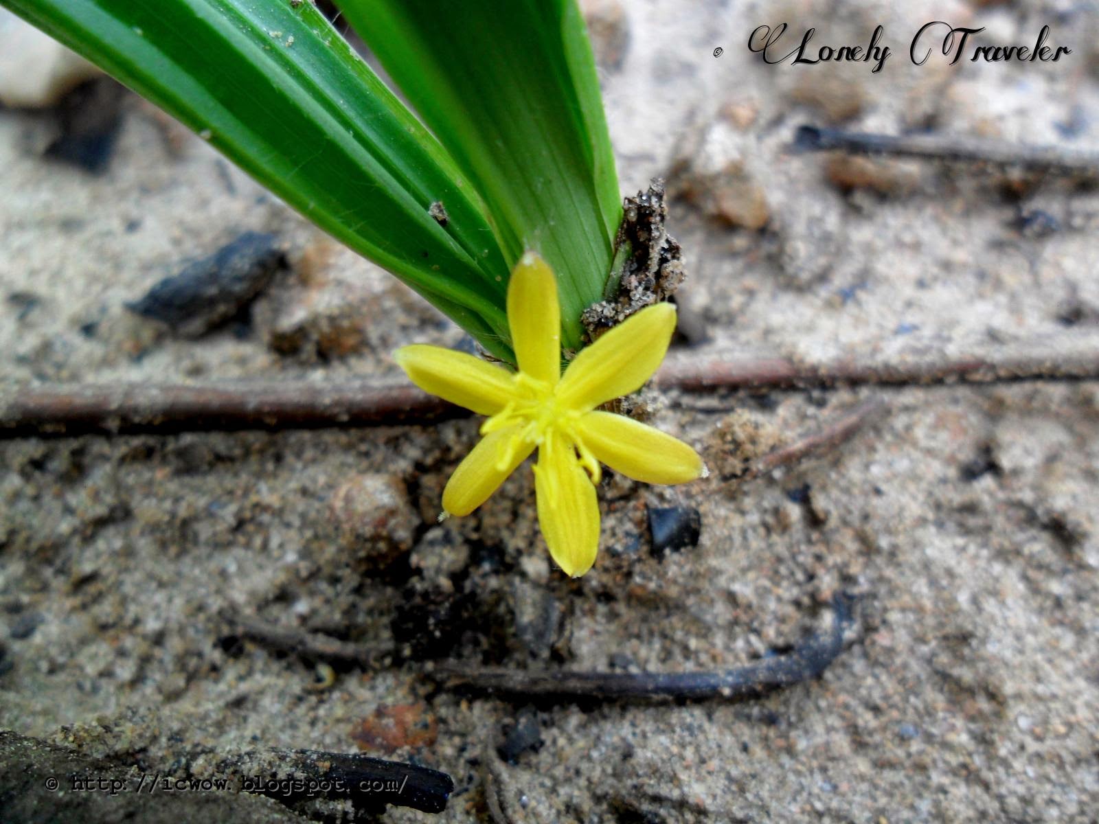 Palm Grass Flower - Molineria capitulata