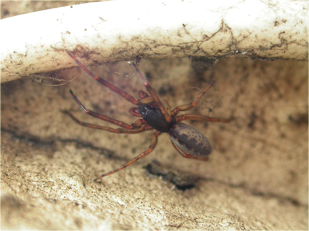 Arachnerds: Tube Web Spider - Segestria senoculata