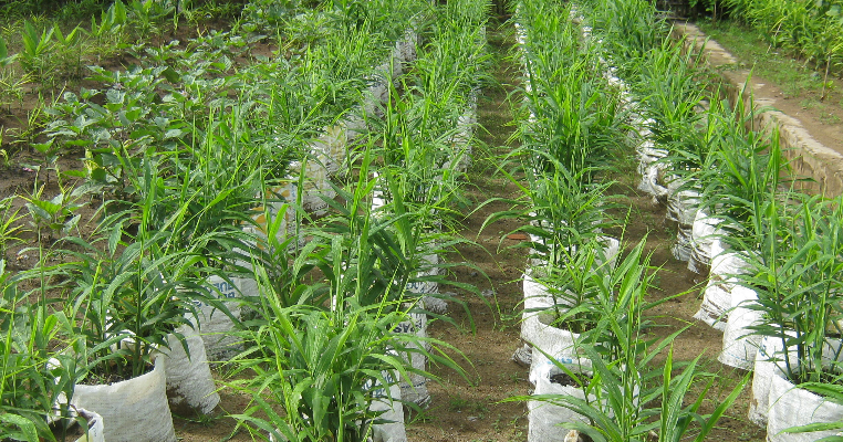 Manfaat Jahe Dan Cara Menanam Jahe Dalam Polybag | Kesehatan Abadi