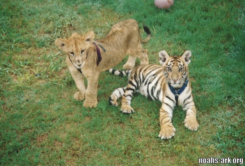 Three Animals With An Unbreakable Bond Say Goodbye To One-Third Of ...