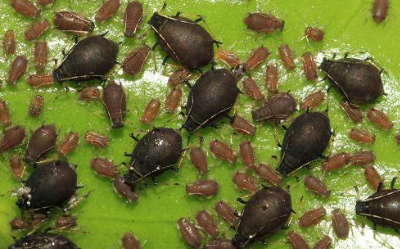 silahkan sms: Hama Jeruk: Kutu-Pucuk-Jeruk Hitam