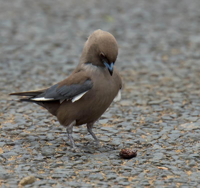 Birds in Tasmania