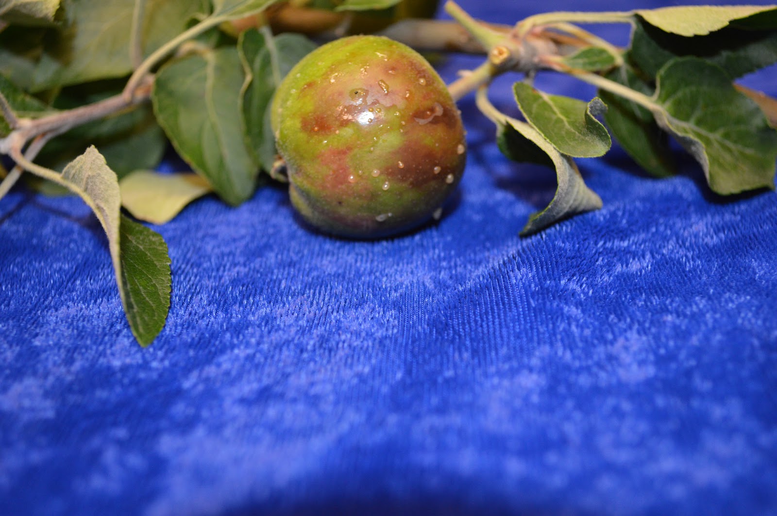 University of Illinois Plant Clinic: Identification of fire blight on ...