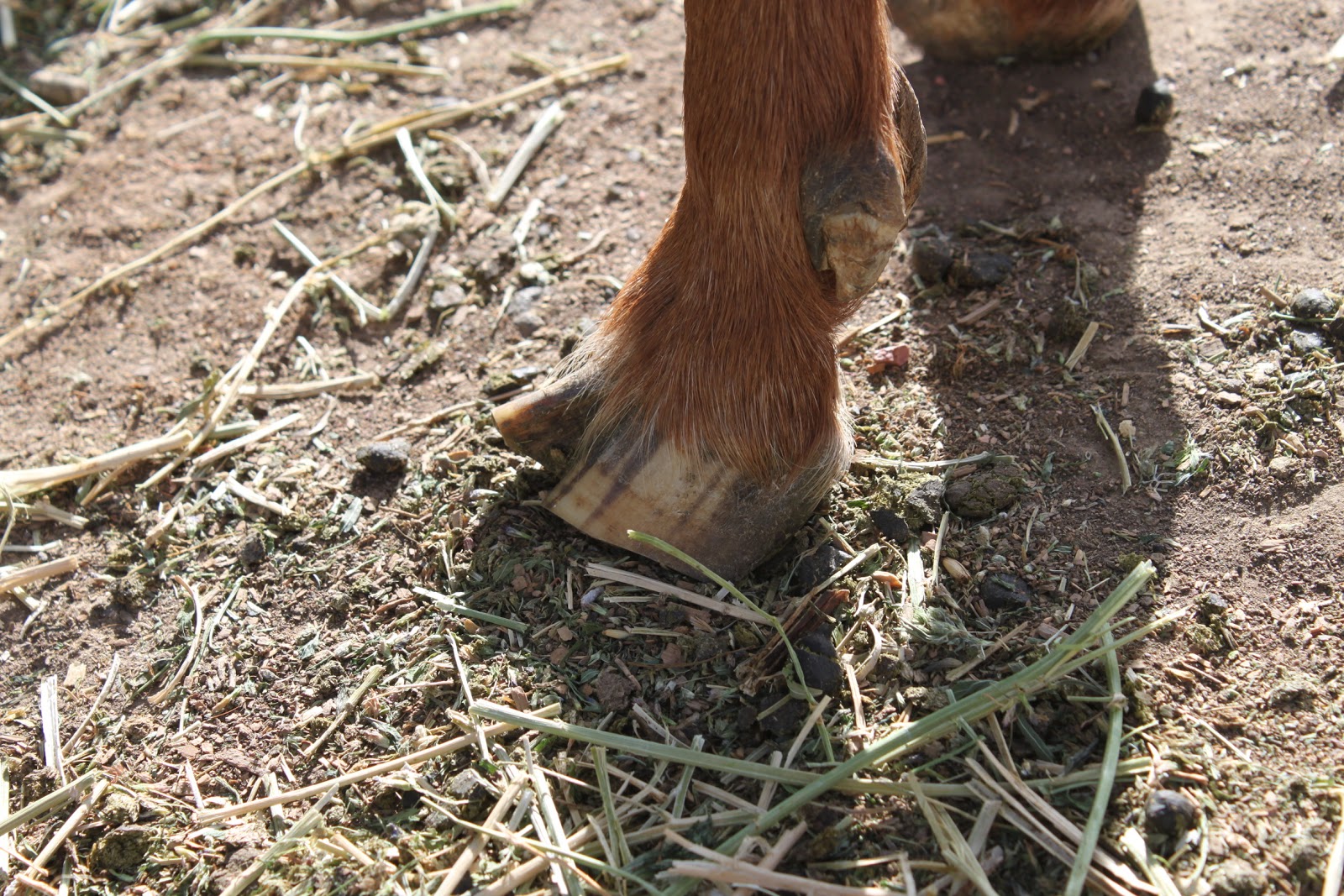 Easy Living the Hard Way: Founder In Goats