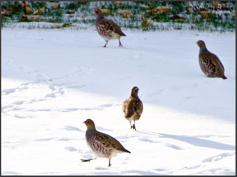 Prairie Nature: A Covey of Partridges on my Street