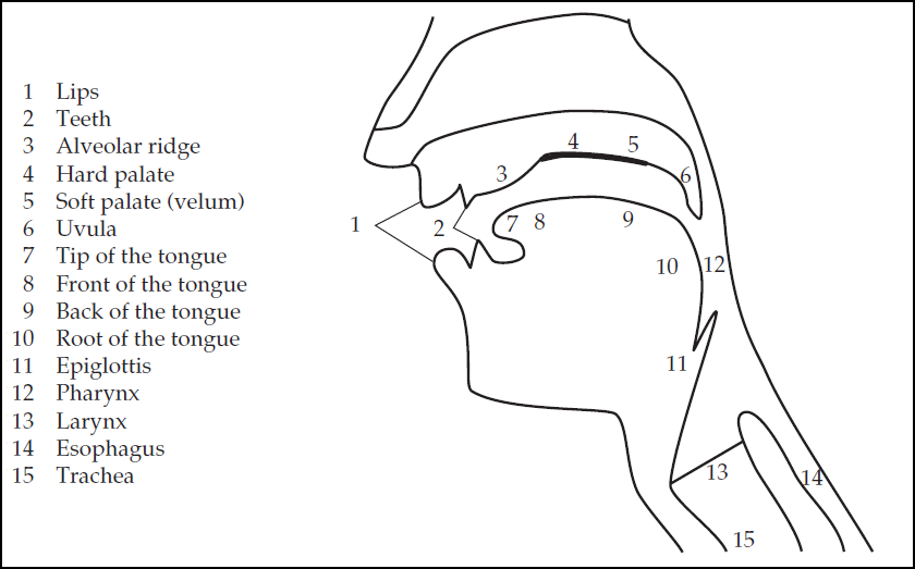 English Workshop: The Vocal Tract