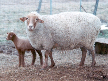 Little Hills Sheep Ranch: About The Tunis Sheep Breed