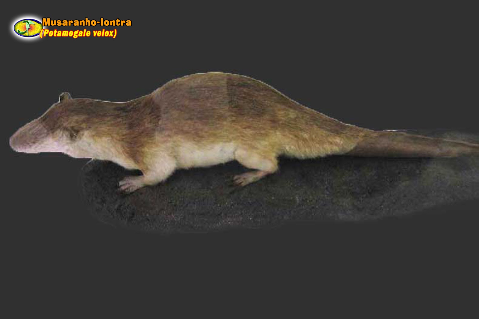 Mamíferos: Musaranho-lontra (Potamogale velox)