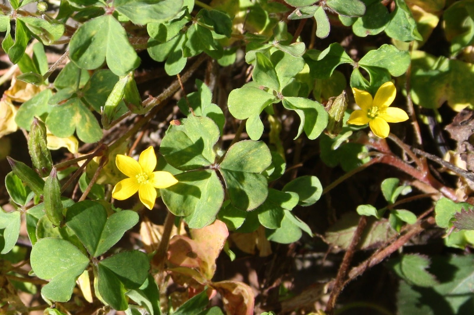 Plantas: Beleza e Diversidade: Erva-azeda (Oxalis corniculata)