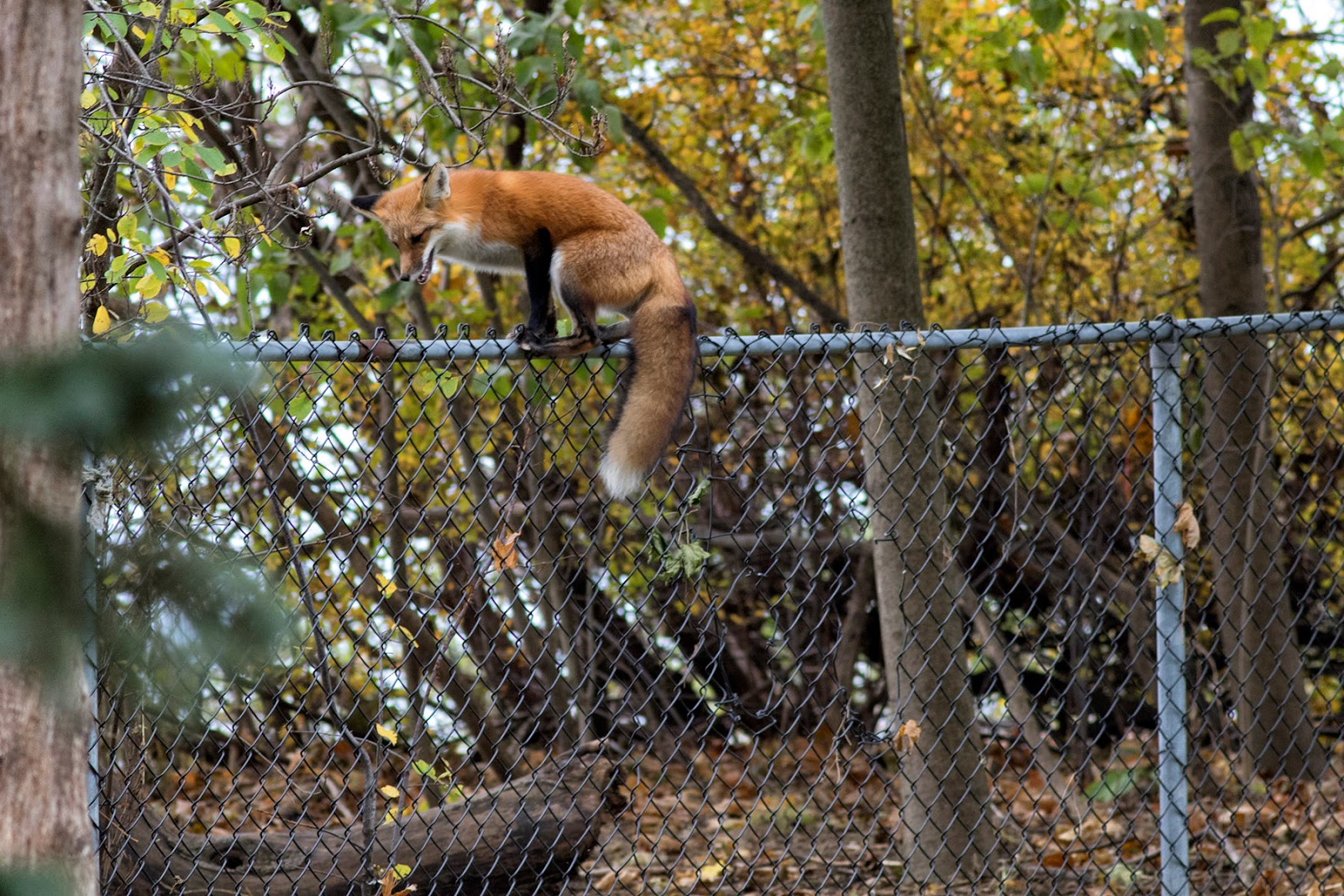 Ann Brokelman Photography: Red Fox - spent lots of time climbing