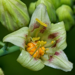 Cultura Guaraní: Manihot grahamii (falso cafeto)