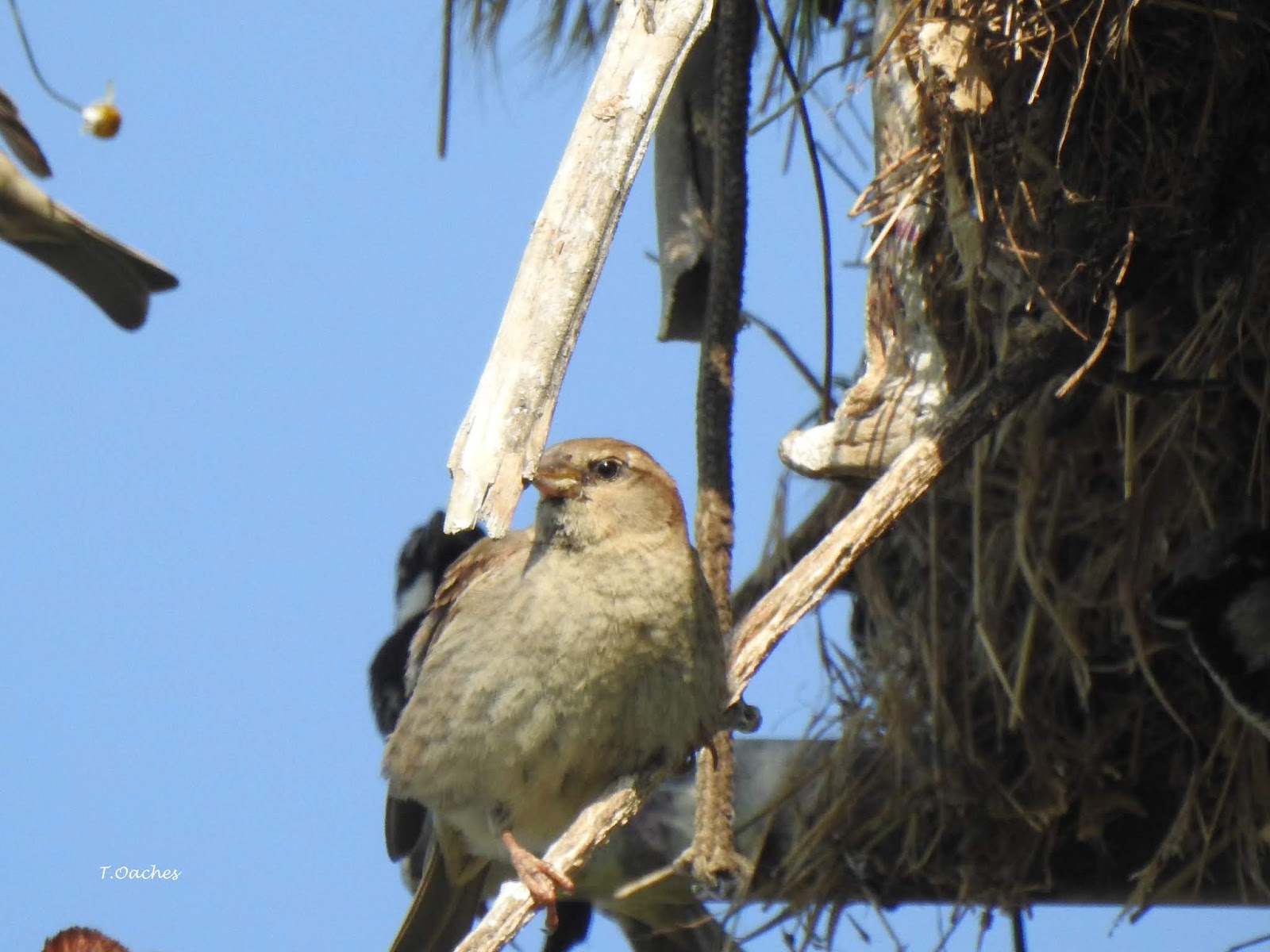 PASARI DIN ROMANIA: VRABIE NEGRICIOASA, Passer hispaniolensis