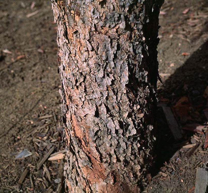 Beechwood Landscape Architecture and Construction: Eastern Redbud ...