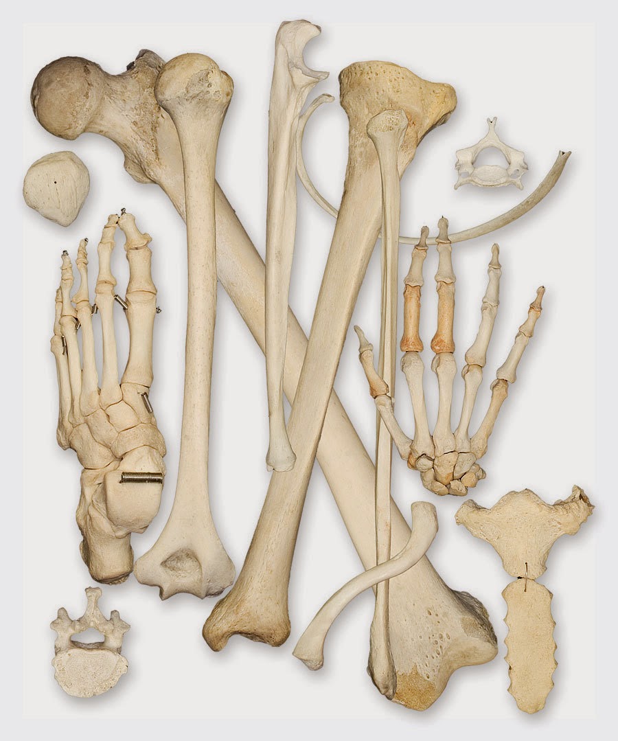 Ternyata Bagian Tubuh Manusia Memiliki Keunikan Looohh Cekidot ...