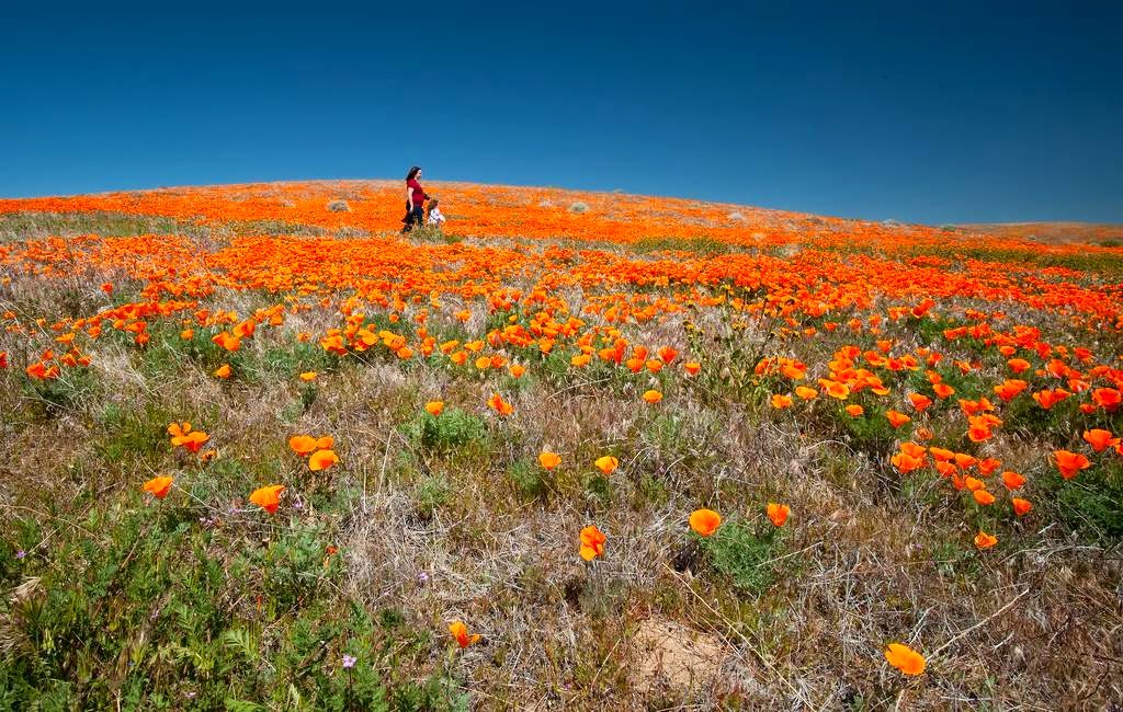 The California Poppy Reserve: A Sea of Orange Happiness ~ Kuriositas