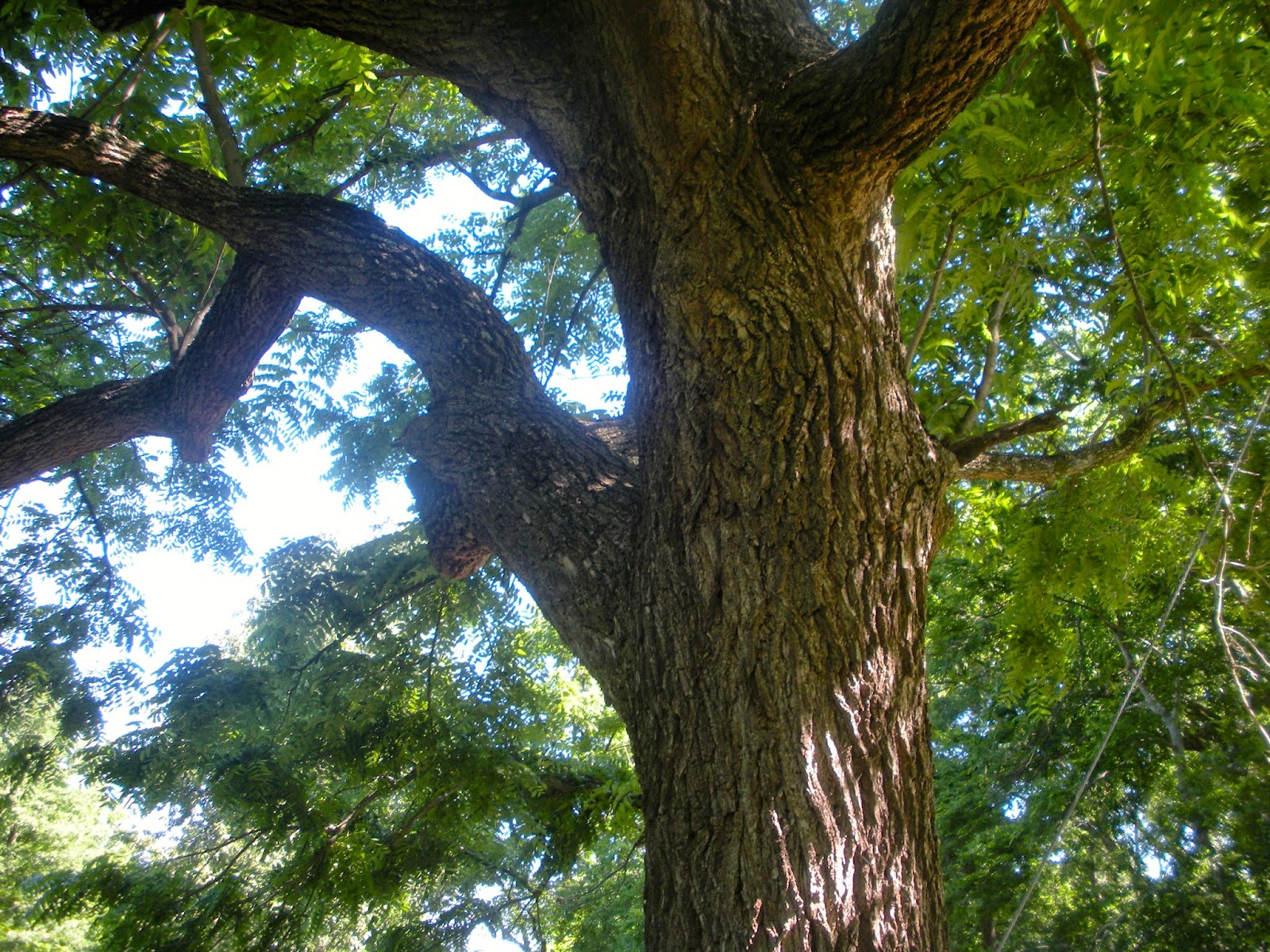 Memphis Trees: A trip to the farm