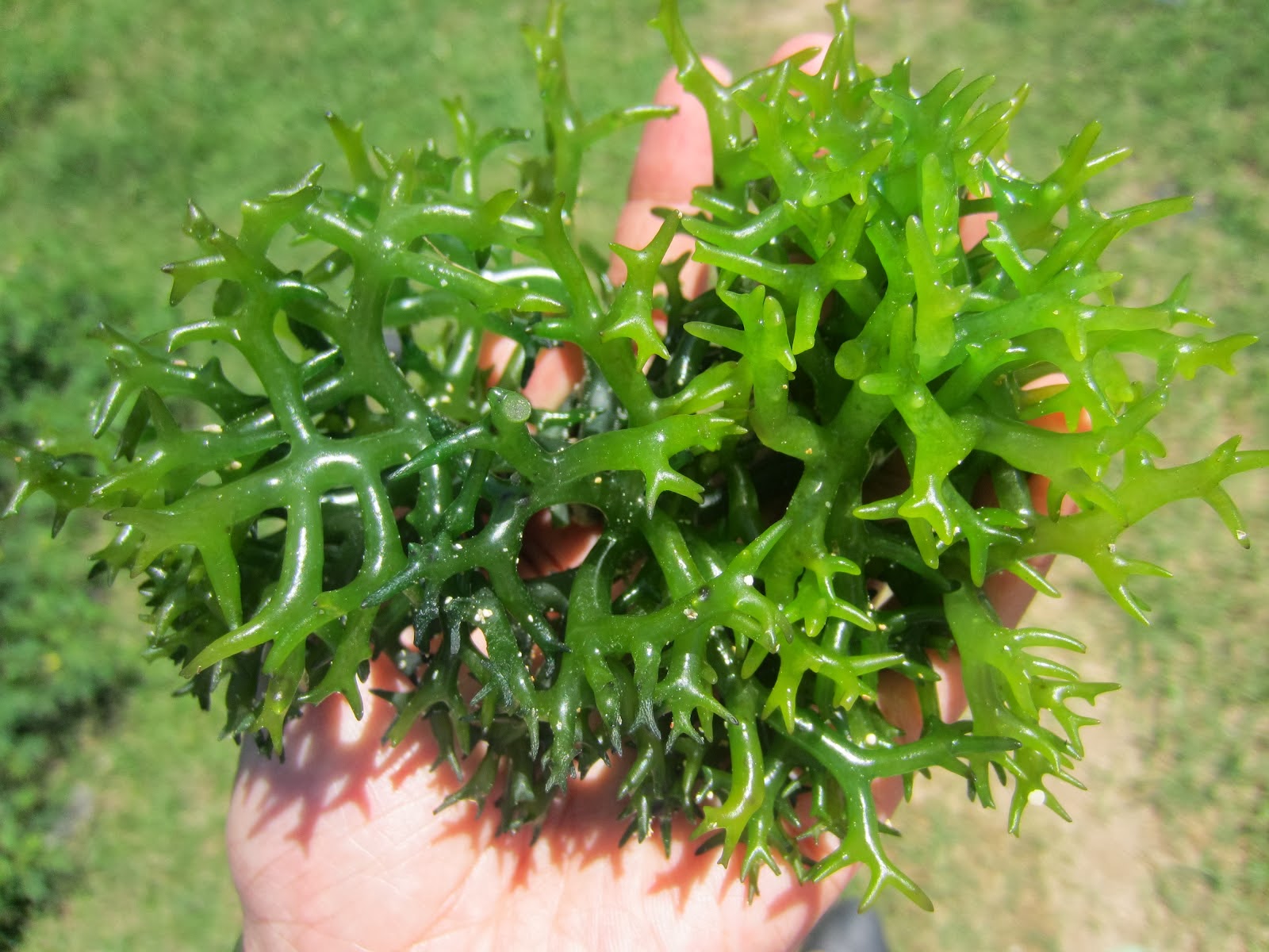 Usaha Rumahan Rumput Laut