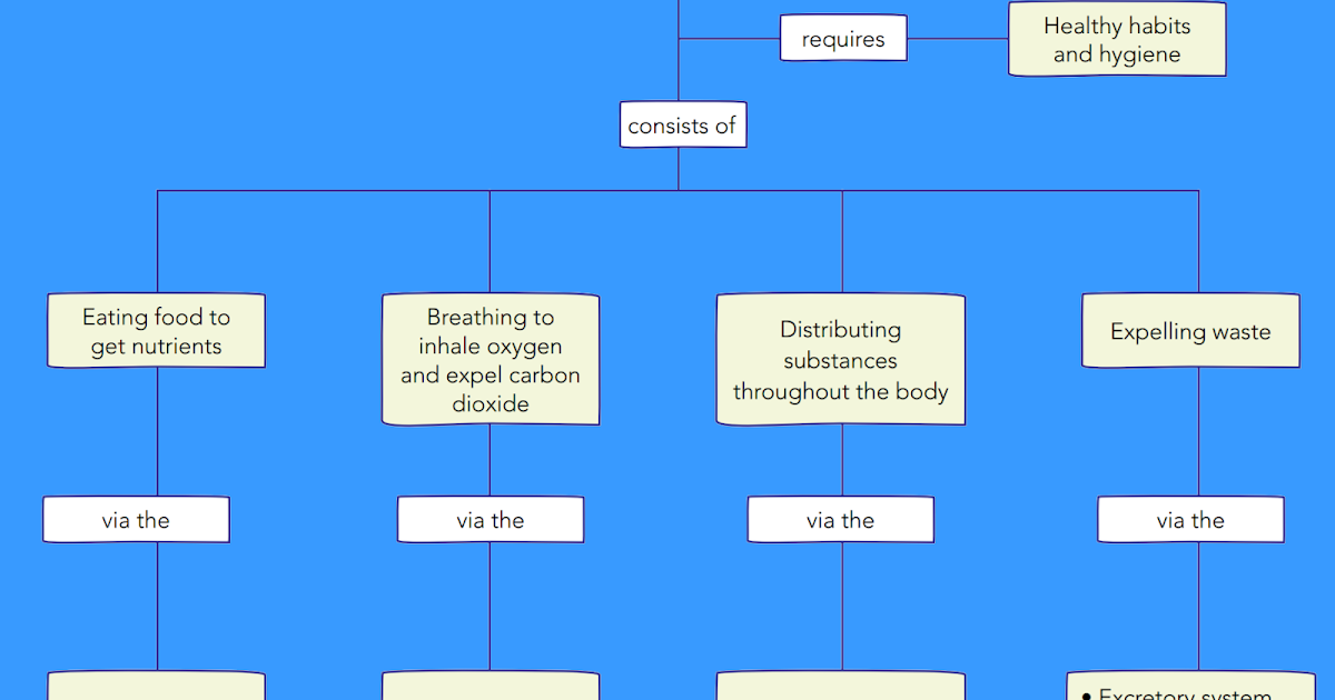 Mind Map Unit 5Respiration circulation and excretion ~ 4th Grade