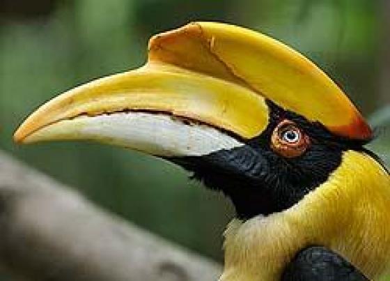 Travel Myanmar: Myanmar Climate, Forests and Wildlife