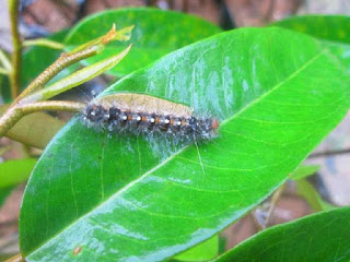 Mengatasi Hama Ulat Bulu Pada Tanaman Karet - NewsOoll