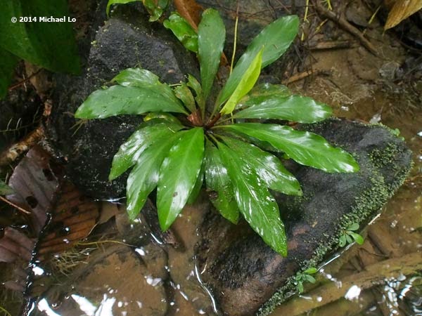 The rainforests of Borneo & Southeast Asia: Bucephalandra oblanceolata ...