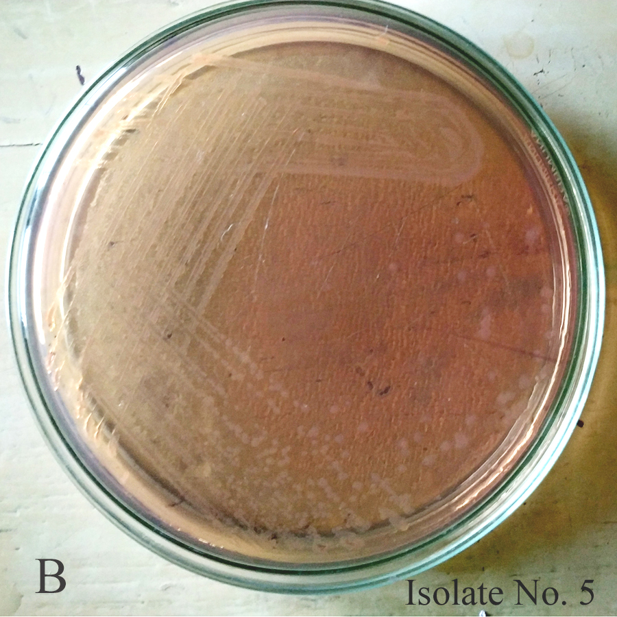 MICROBIOLOGY BLOG FOR STUDENTS (MBLOGSTU): Cultural and Biochemical ...