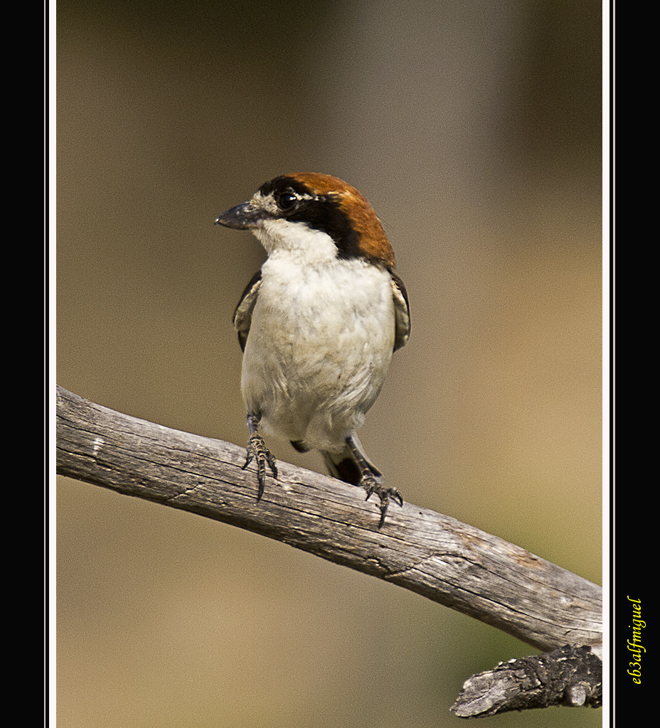 Miguel fotografia: Alcaudón Común (Lanius senator)