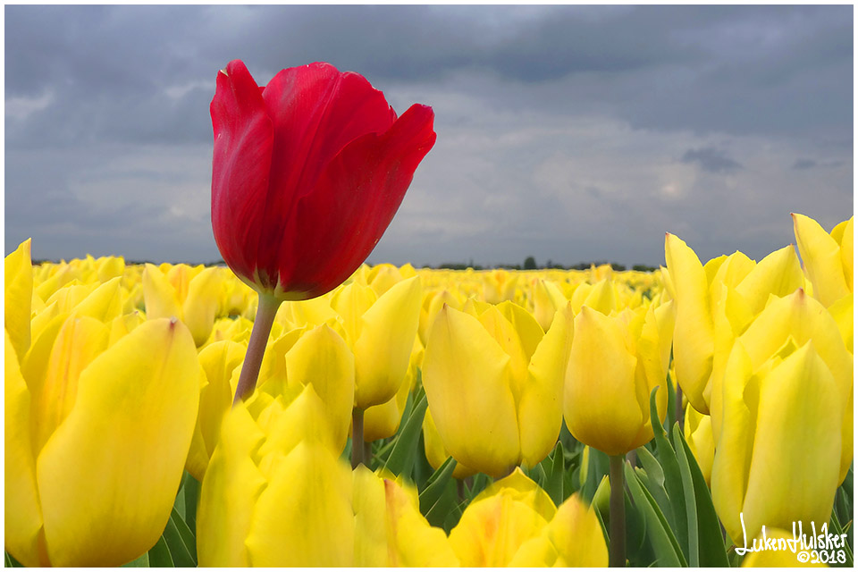LH VANDAAG: Rode en gele tulpen (Red & Yellow tulips) @ Veenkoloniën