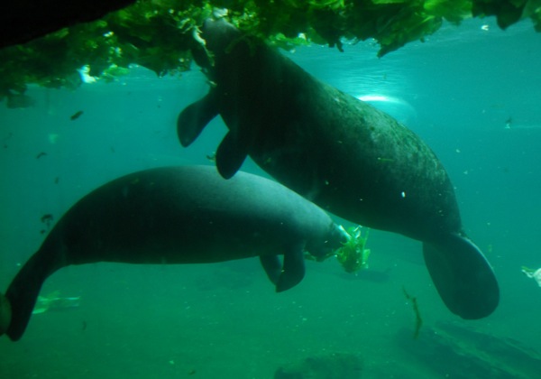 Amazonian Manatee Diet - rutorvancouver