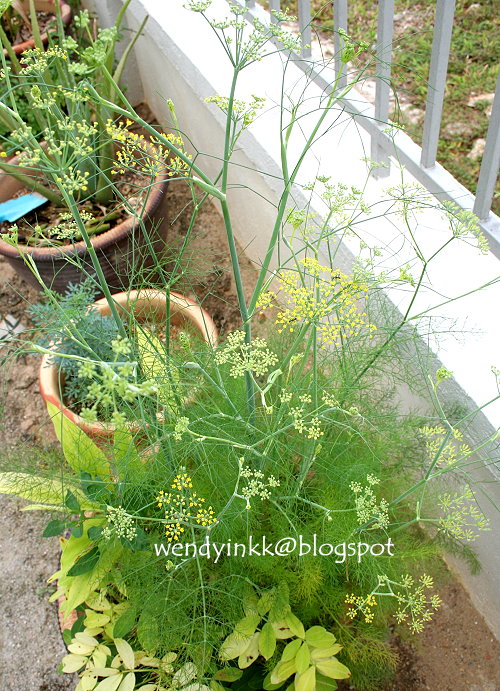 Table for 2.... or more: Random Sunday :- Jintan Manis - Is it Fennel ...
