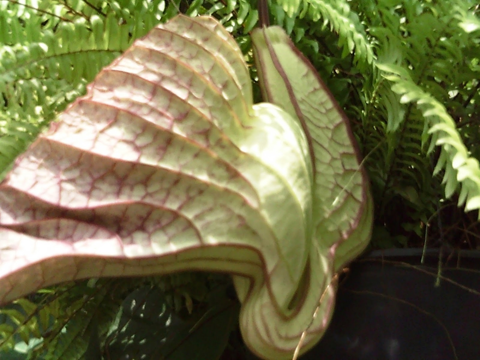 EL GUACO- FLOR DE PATO UN ATRAPA MOSCAS MUY SINGULAR POR OCTAVIO PONCE ...