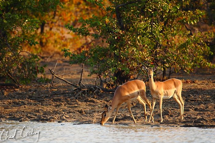 .: 16th August – Leopard Central!