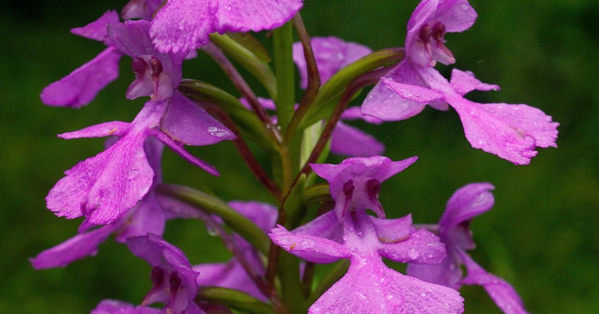 Discover West Virginia: Beauty Beside the Road: Orchids on the Highland ...