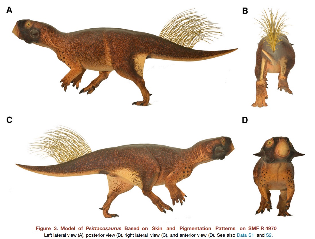 Species New to Science: [Paleontology • 2016] 3D Camouflage in an ...