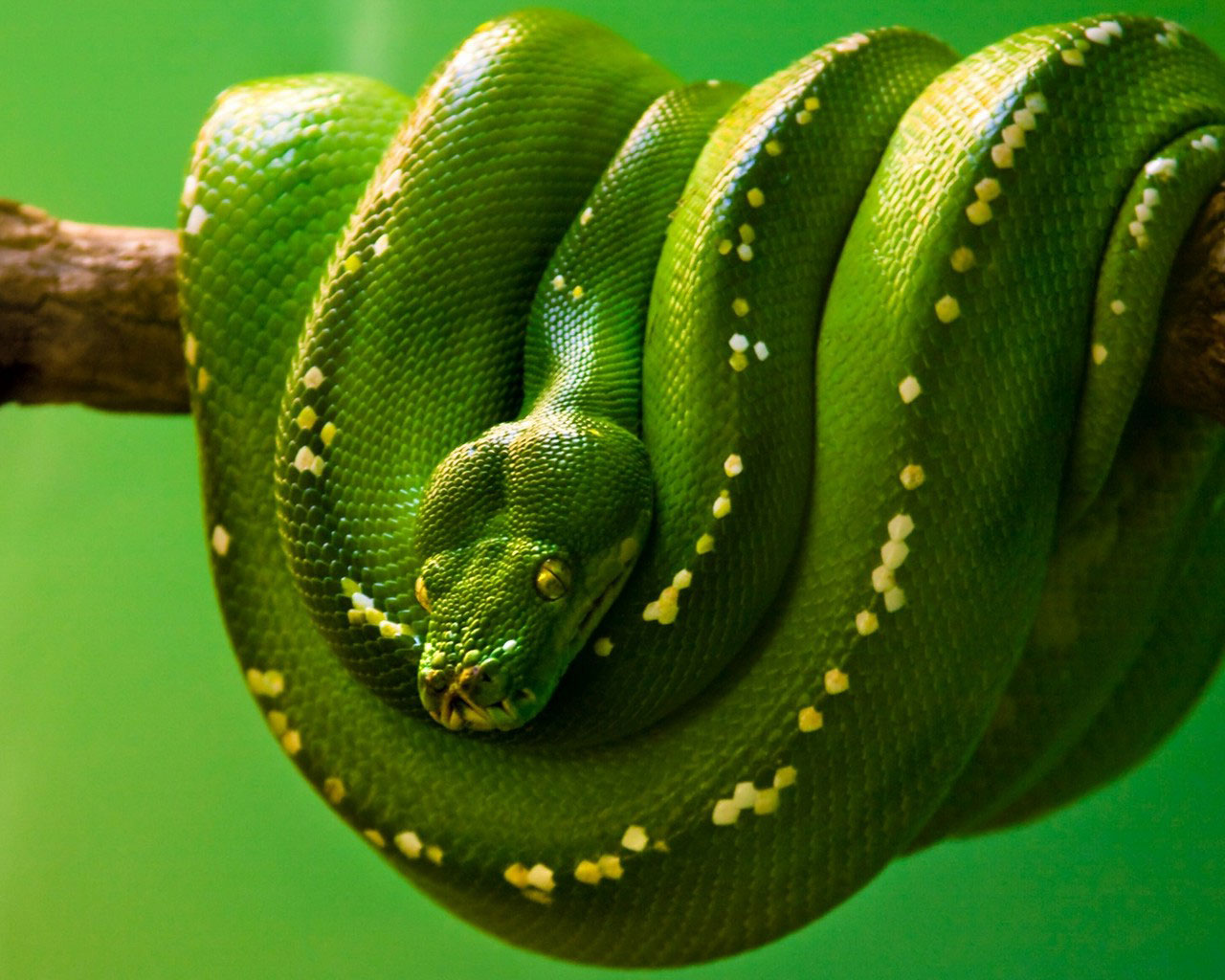 QQ Wallpapers: Green Tree Python