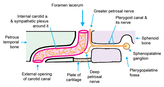 All In Nursing 4 Nursing Students..!!: Foramina Of The Skull