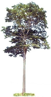 PEROBA - CARACTERÍSTICAS DA PEROBA E PEROBA DO CAMPO - Klima Naturali™