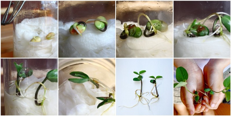 Jocuri pentru copii mari şi mici: Bobul de fasole