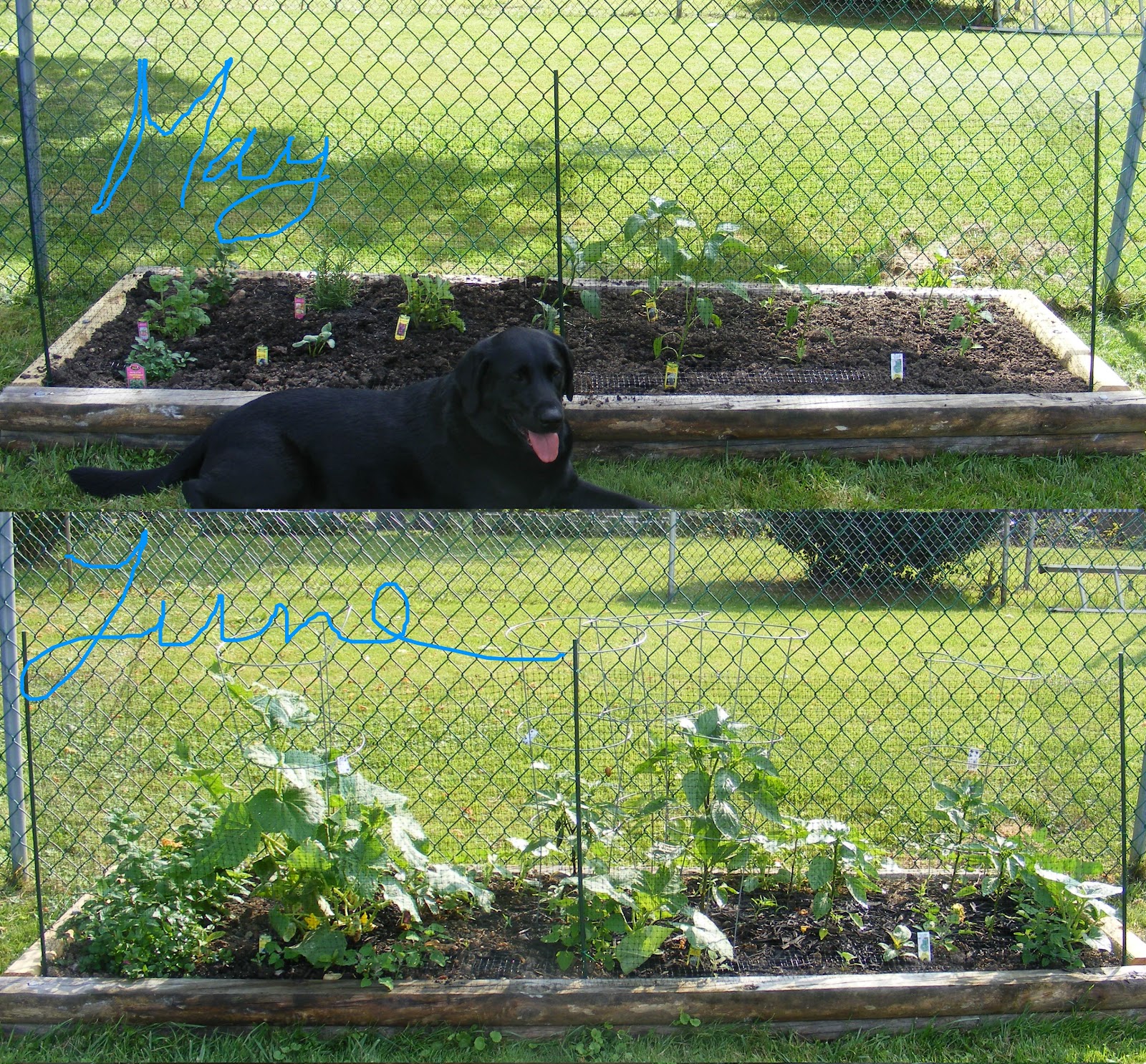 A New Day: monster cucumbers and cool soups