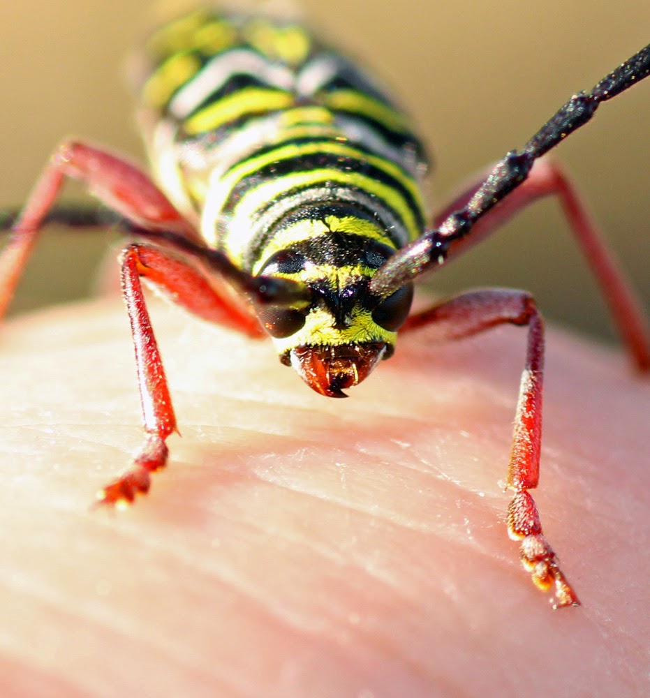 MObugs: Painted Hickory Borer