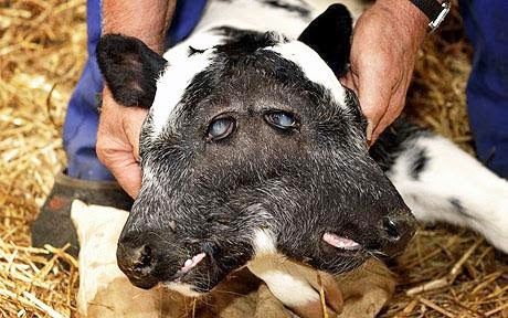 Crazy Deformed Animals