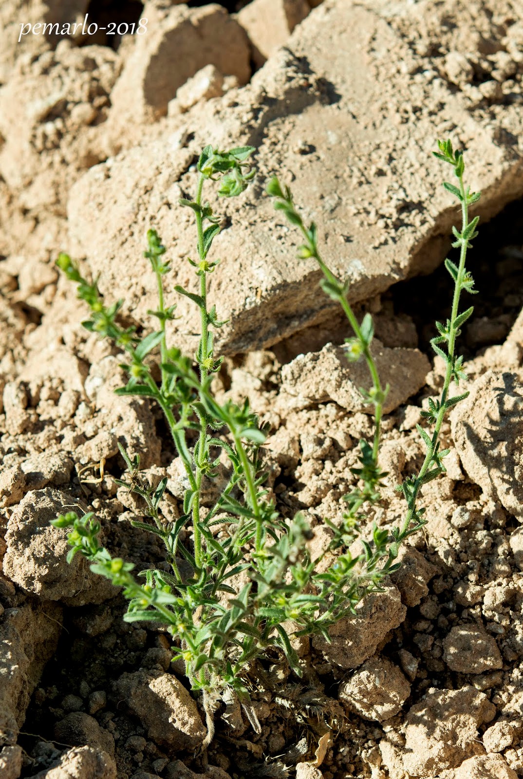 Plantas de Murcia: LAPPULA PATULA EN LA CELIA (JUMILLA). Fotos del mes ...