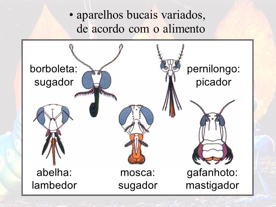 saber não ocupa lugar: Filo Arthropda - Classe Insecta